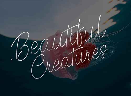 Beautiful Creatures Logo Beautiful Creatures Beautiful Creatures 1