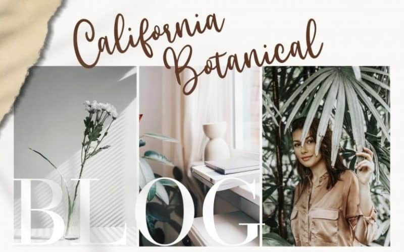 Willyast Calligraphy Font - Download Free Font