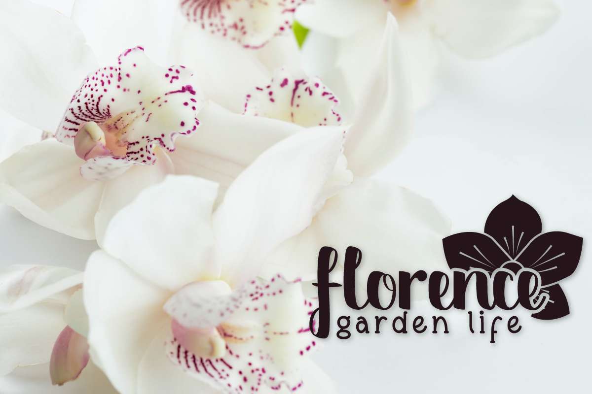 Riberio Font - Download Free Font