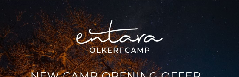 entara - Download free fonts