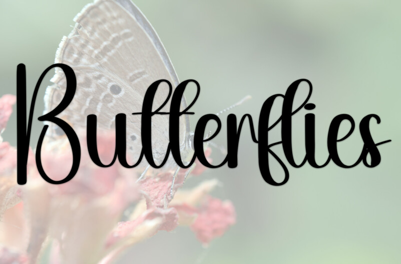 Chilli Script Typeface - Download Free Font