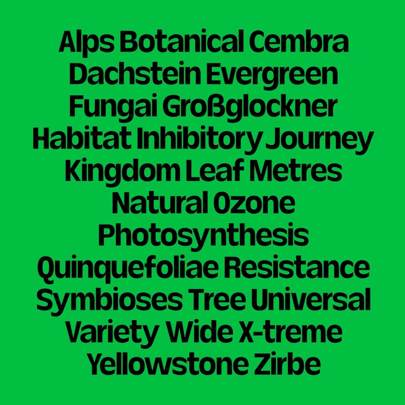 T1 Zirbal Font Family - Download Free Font