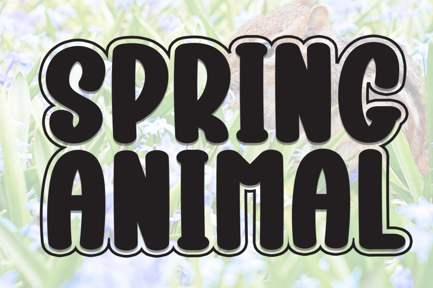 Spring Animal - Creative Style Font - Download Free Font